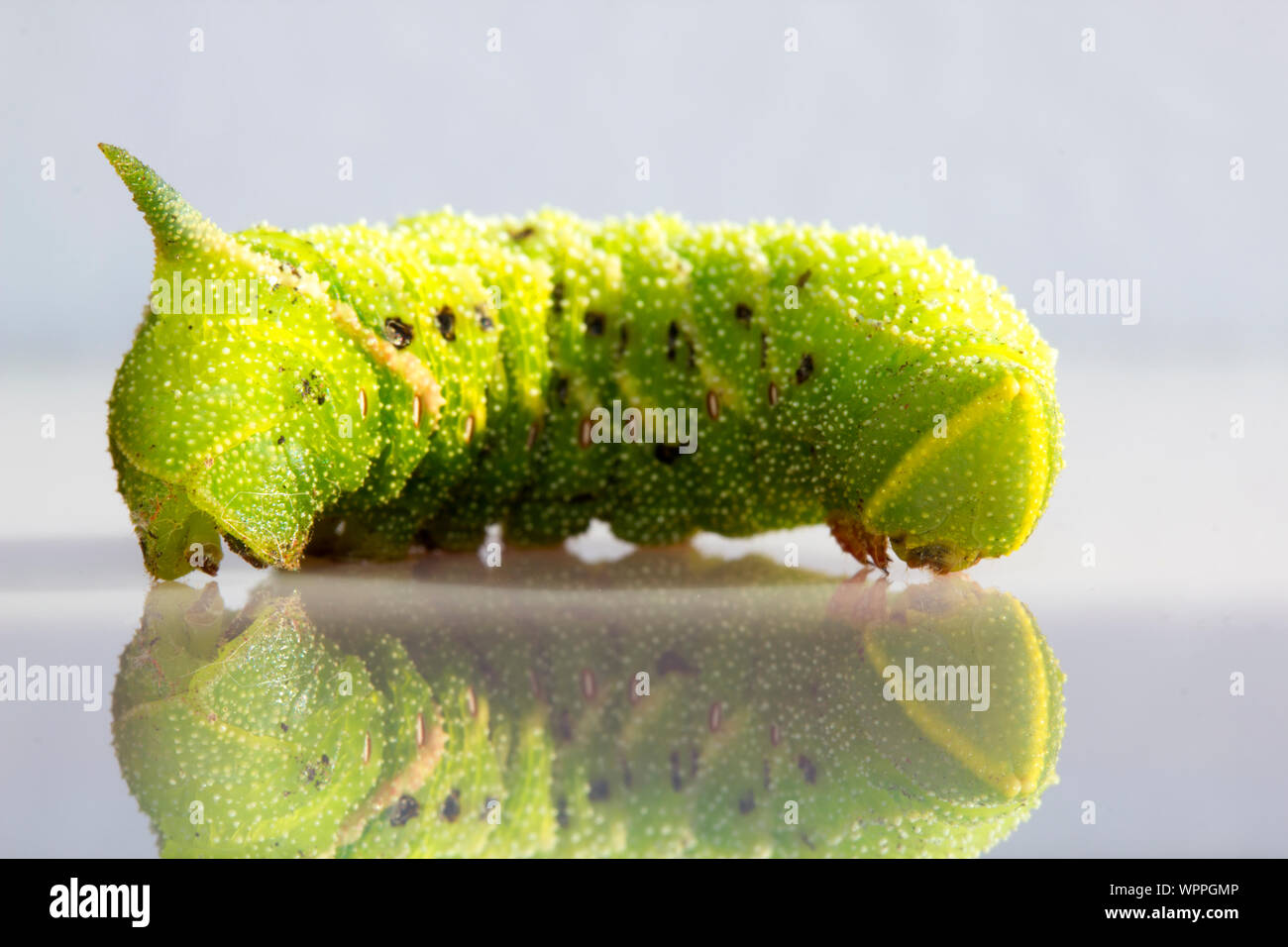Poplar Hawk Moth Laothoe populi larvae about to pupate Stock Photo - Alamy