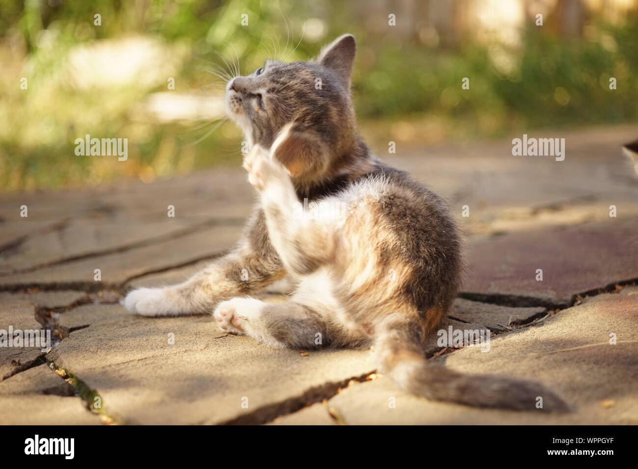 Scratch behind the ear hi-res stock photography and images - Alamy