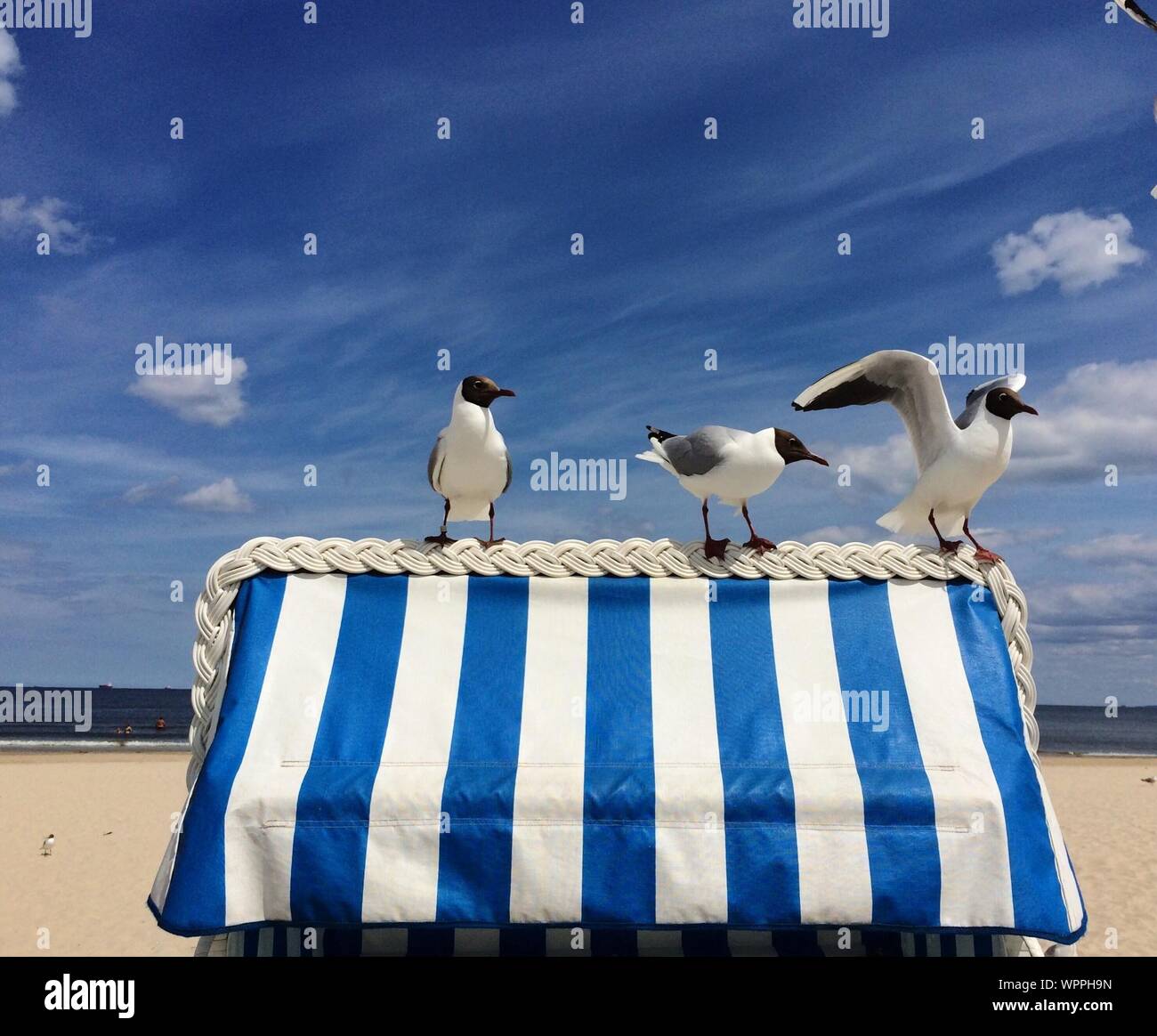 Full canopy hi-res stock photography and images - Alamy