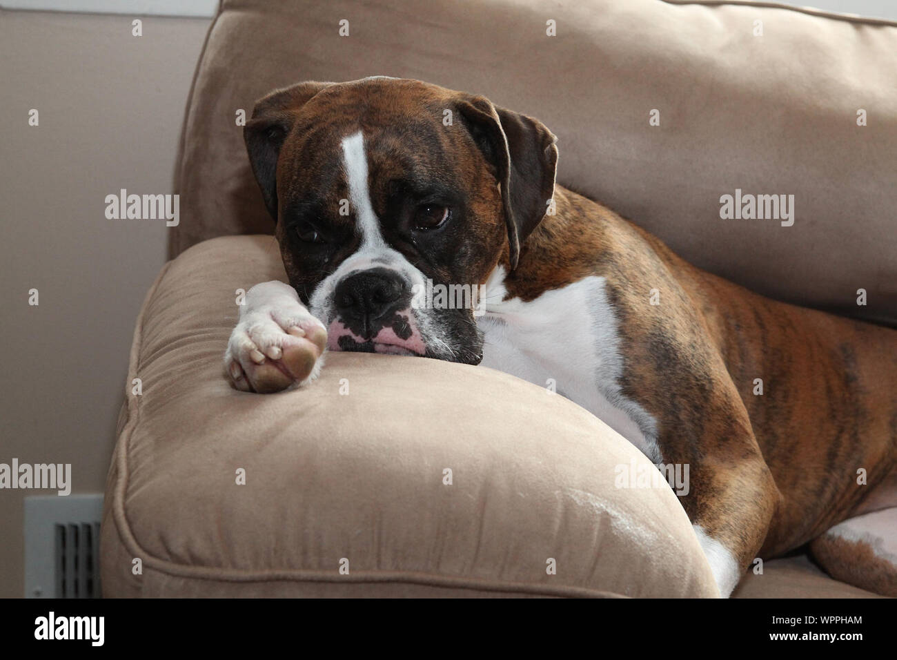 Boxer dog lying down on hi-res stock photography and images - Alamy