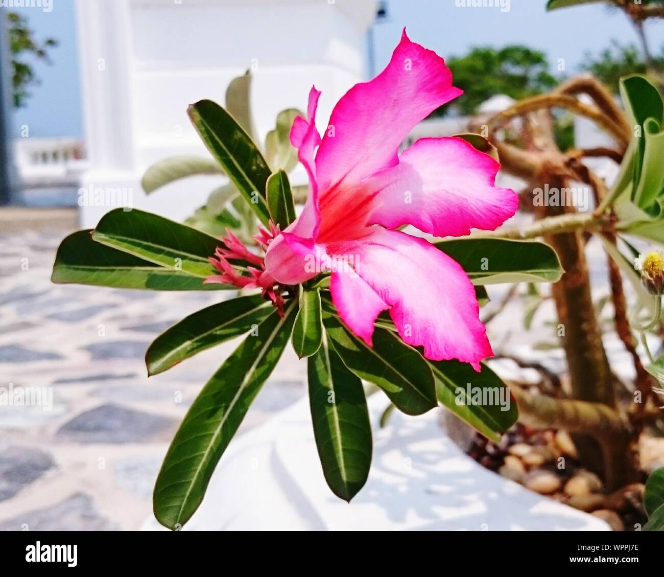 Pink adenium flower hi-res stock photography and images - Alamy