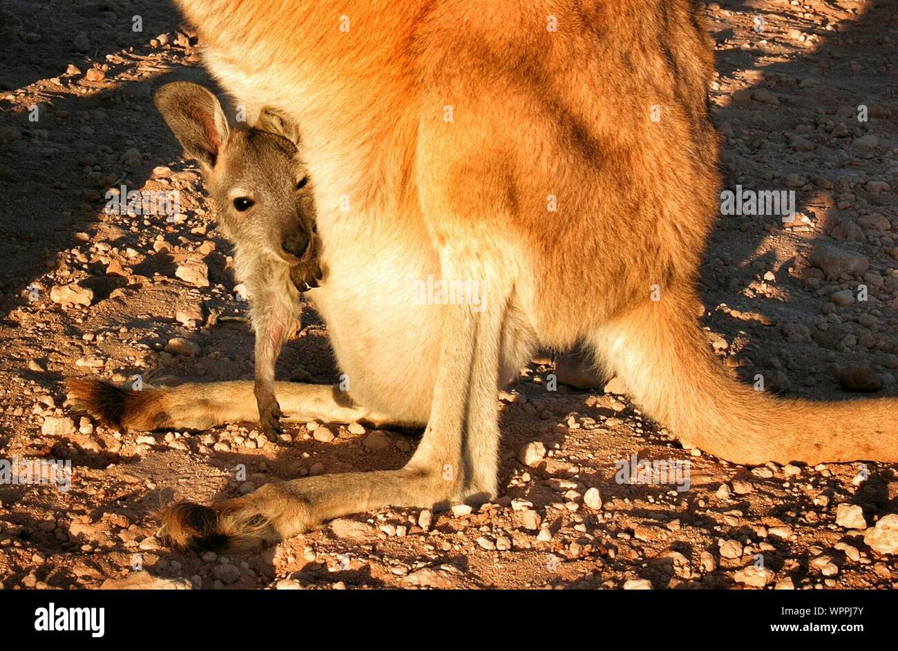 With young in pouch hi-res stock photography and images - Alamy