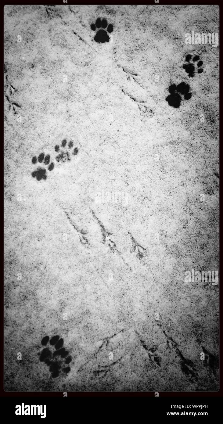 Cat footprints hi-res stock photography and images - Alamy