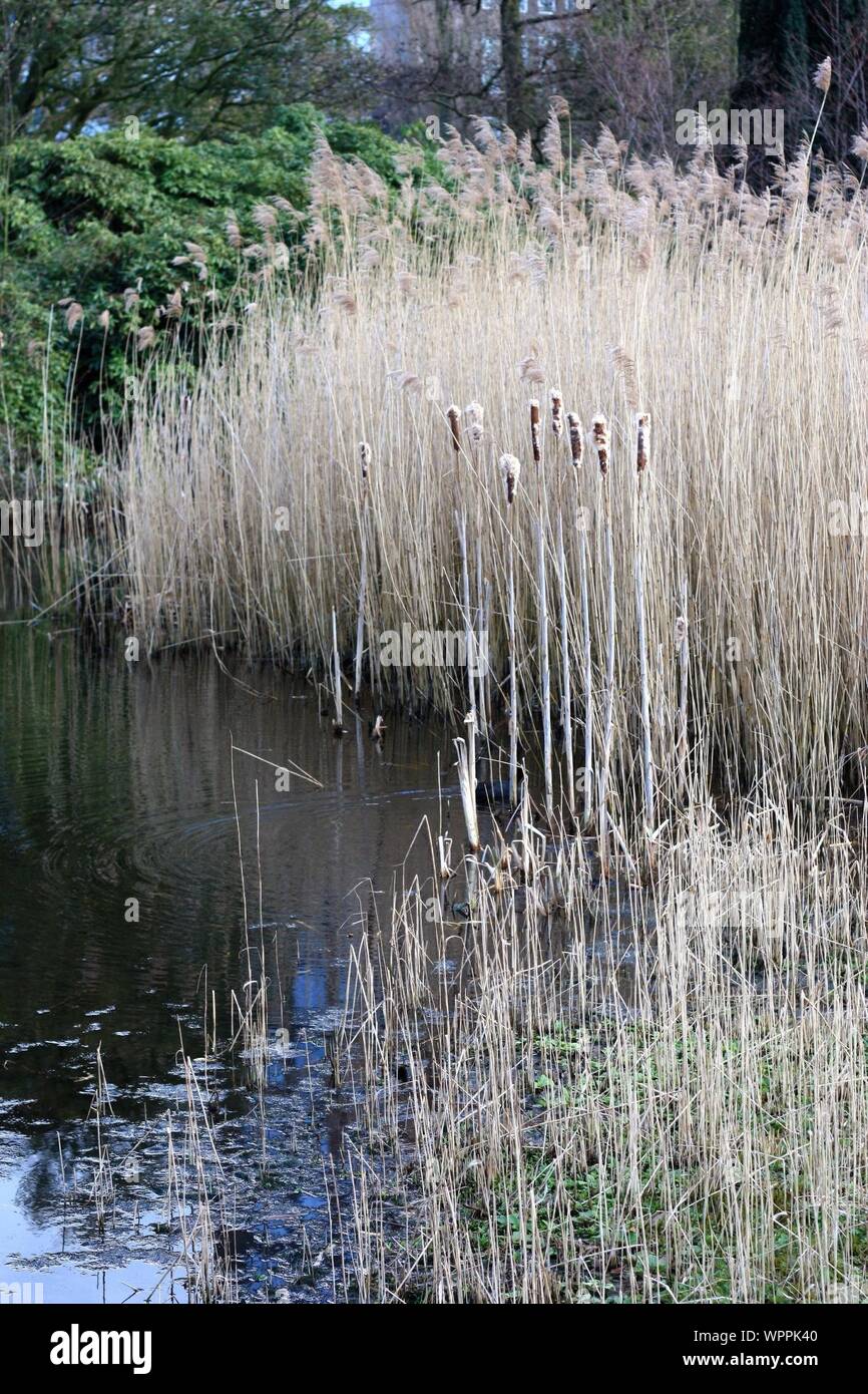 Grasses at pond hi-res stock photography and images - Alamy