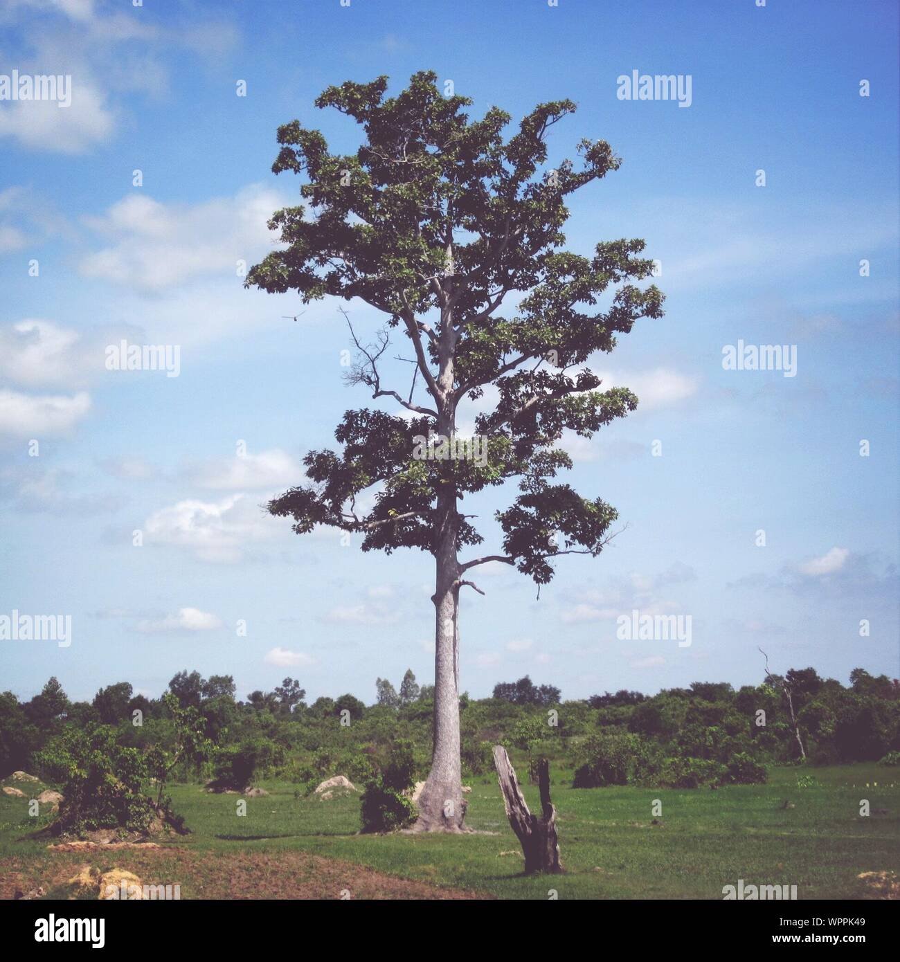 Single tree hi-res stock photography and images - Alamy
