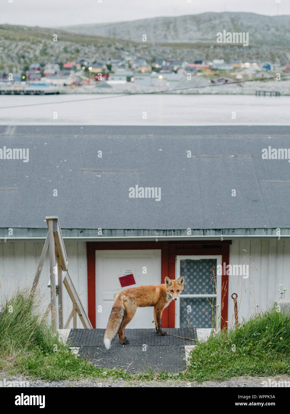 The fox house hi-res stock photography and images - Alamy