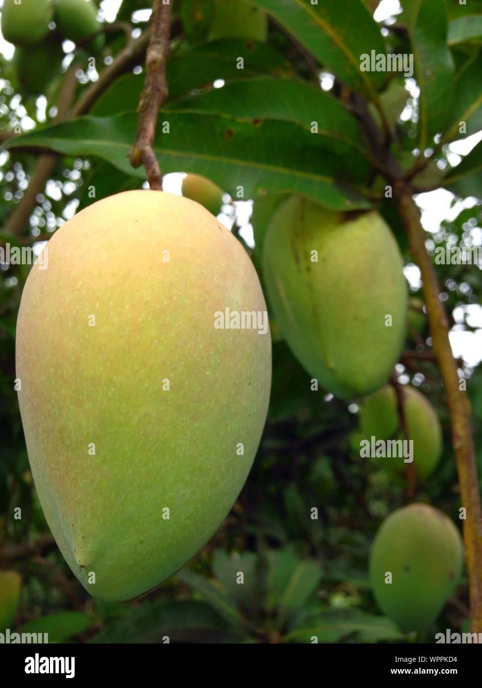Handing fruit hi-res stock photography and images - Alamy