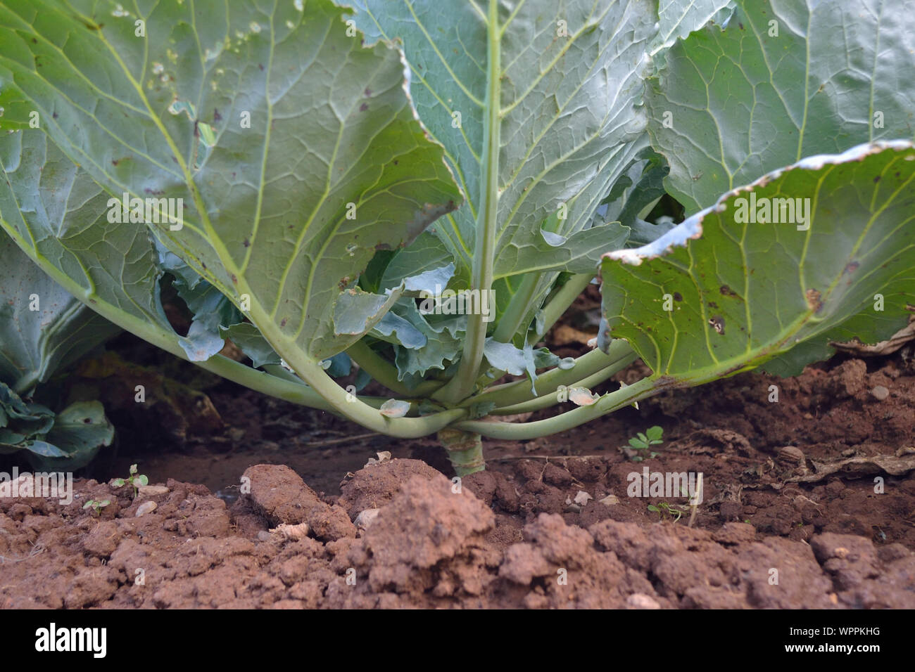 Growing green cabbage in hi-res stock photography and images - Alamy