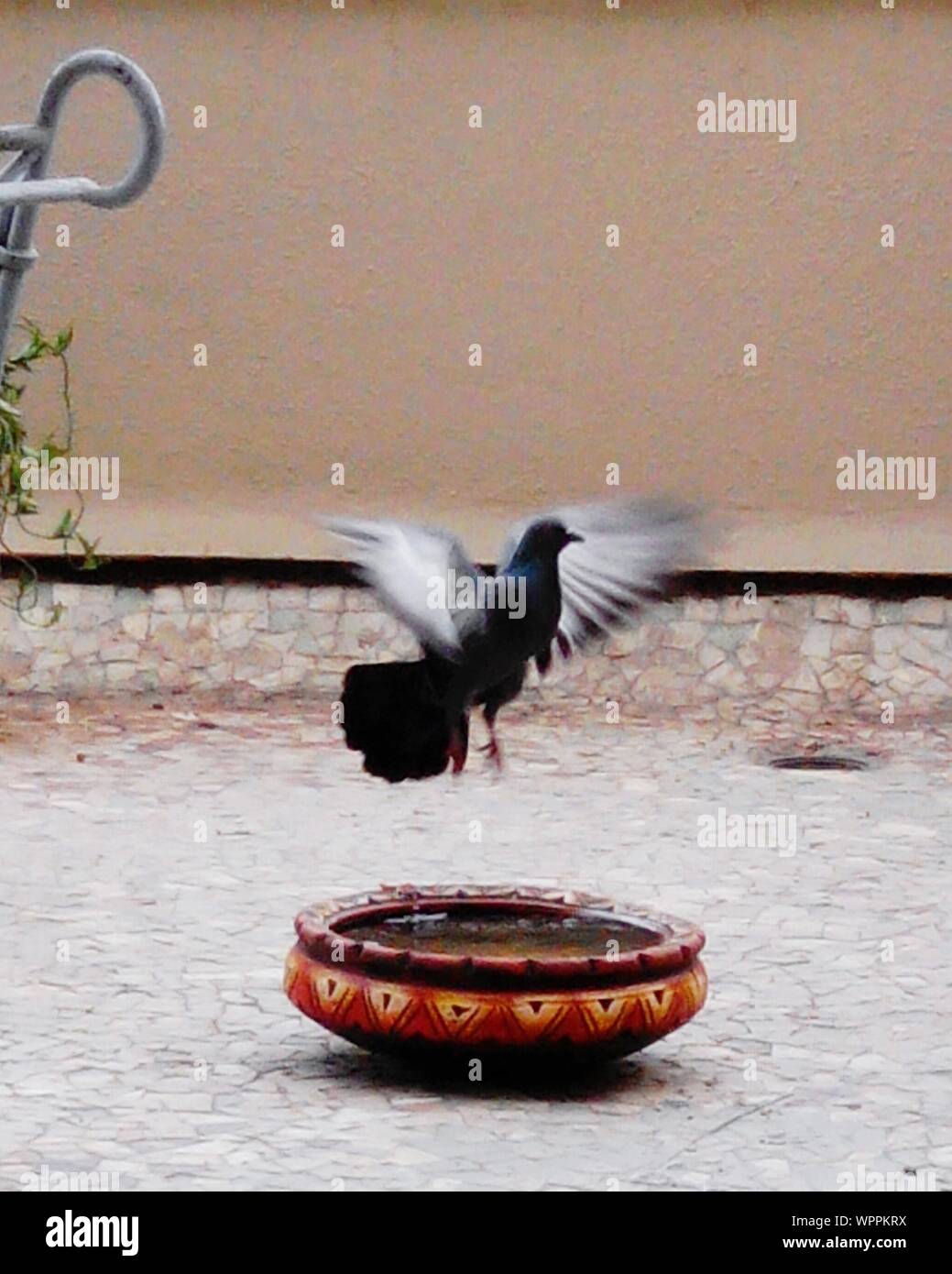 Pigeon flying above hi-res stock photography and images - Alamy