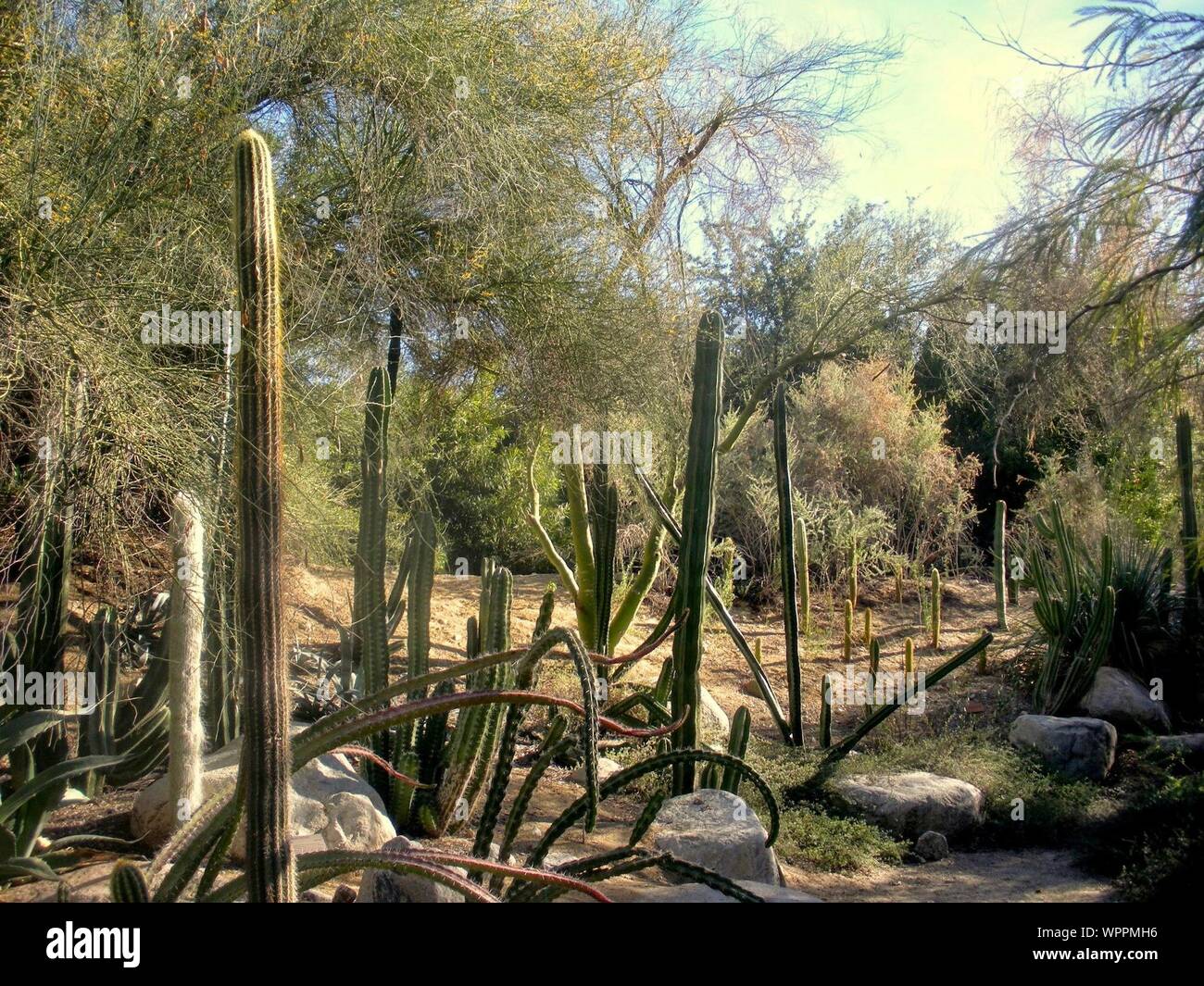 Spiked trees hi-res stock photography and images - Alamy