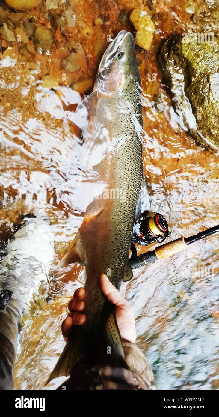 Trout close up hi-res stock photography and images - Alamy