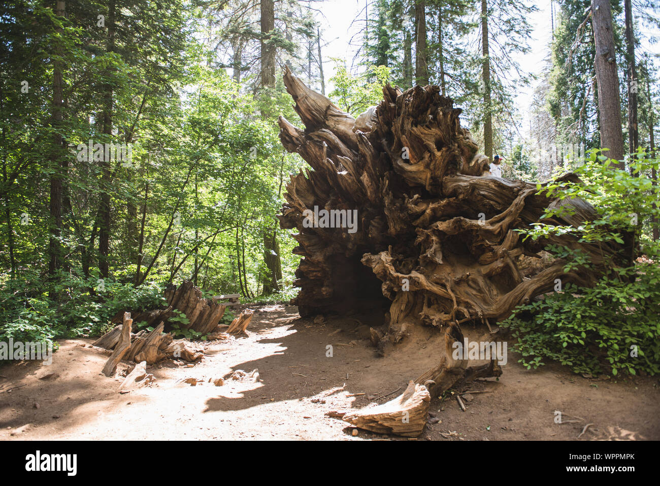 Fallen Red Wood Tree in Yosemite National Park Stock Photo - Alamy