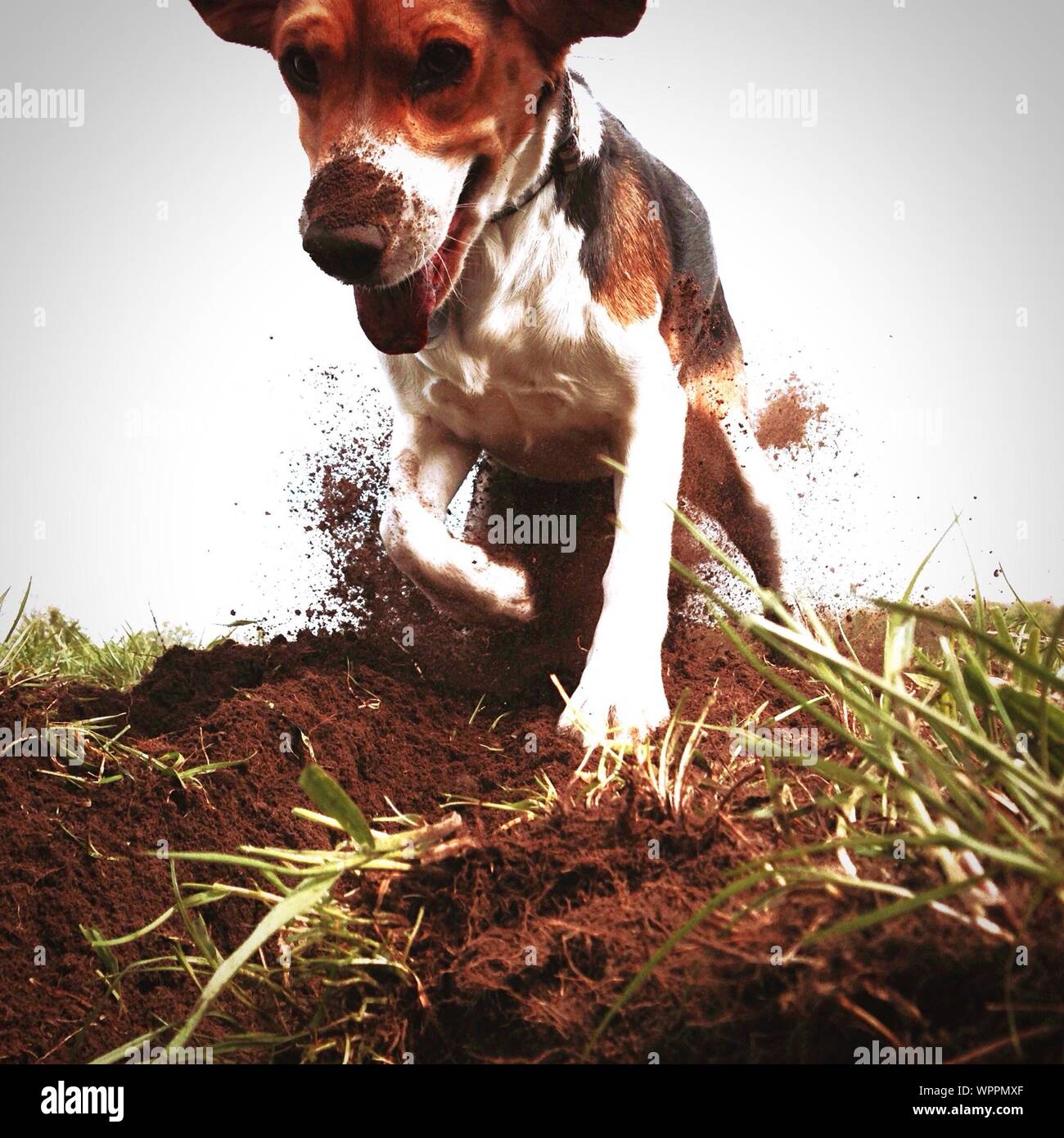 Dog digging hole hi-res stock photography and images - Alamy