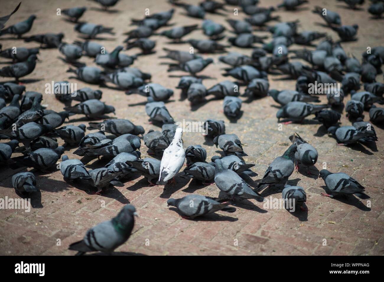 Flock pigeons hi-res stock photography and images - Alamy