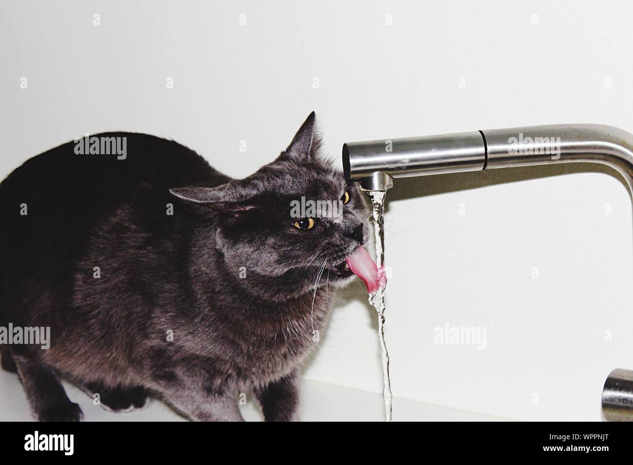 Faucet cat hi-res stock photography and images - Alamy