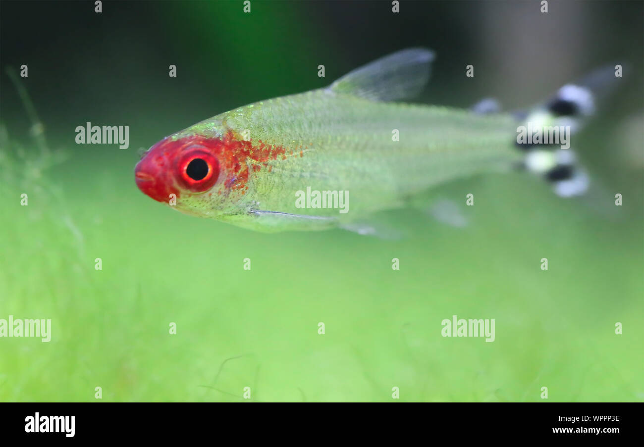 Rummy Nose Tetra Or Red Nose Tetra High Resolution Stock Photography ...