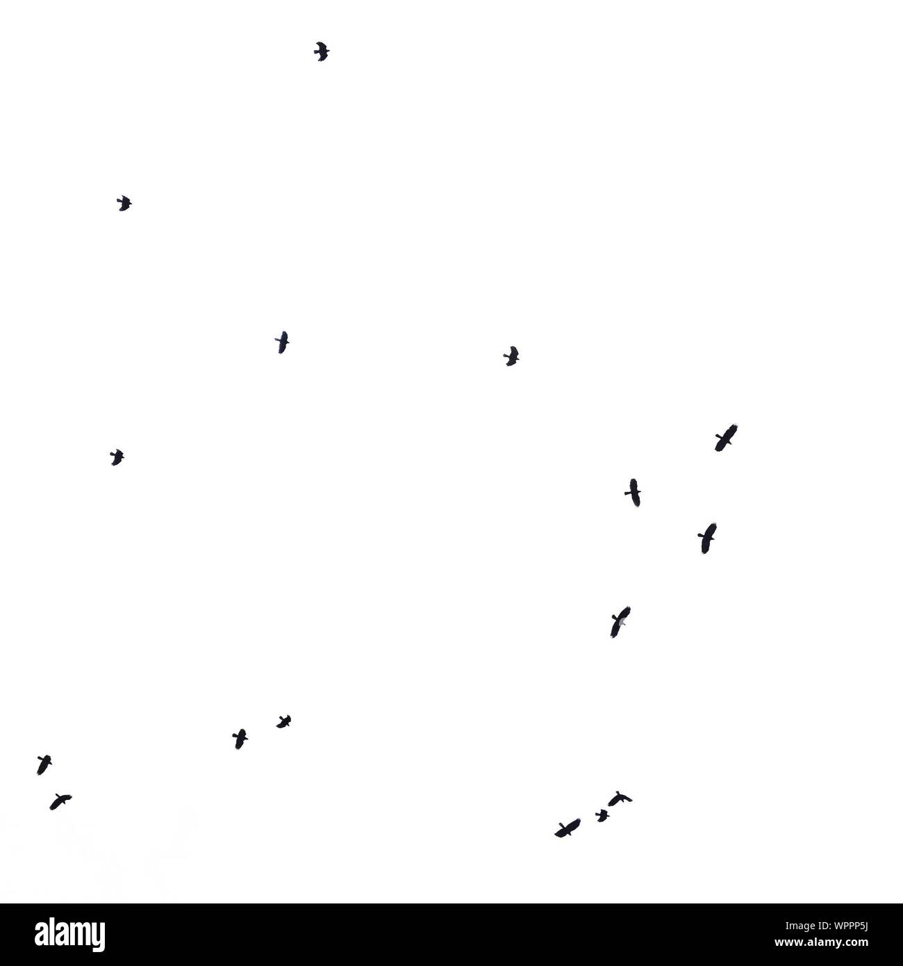 Large bird flying in birds Cut Out Stock Images & Pictures - Alamy