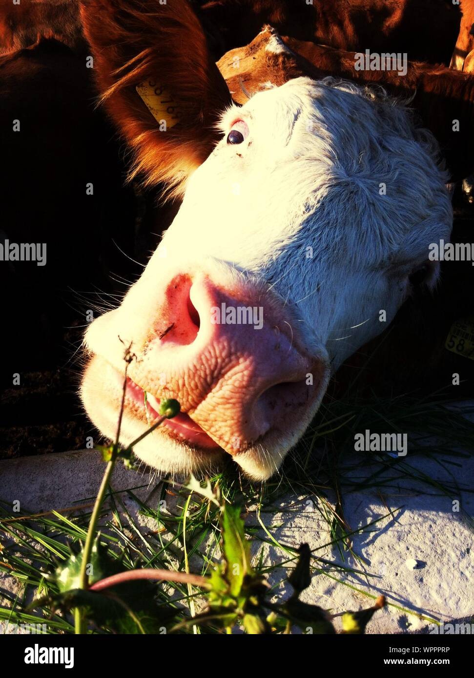Close up cows head hi-res stock photography and images - Alamy
