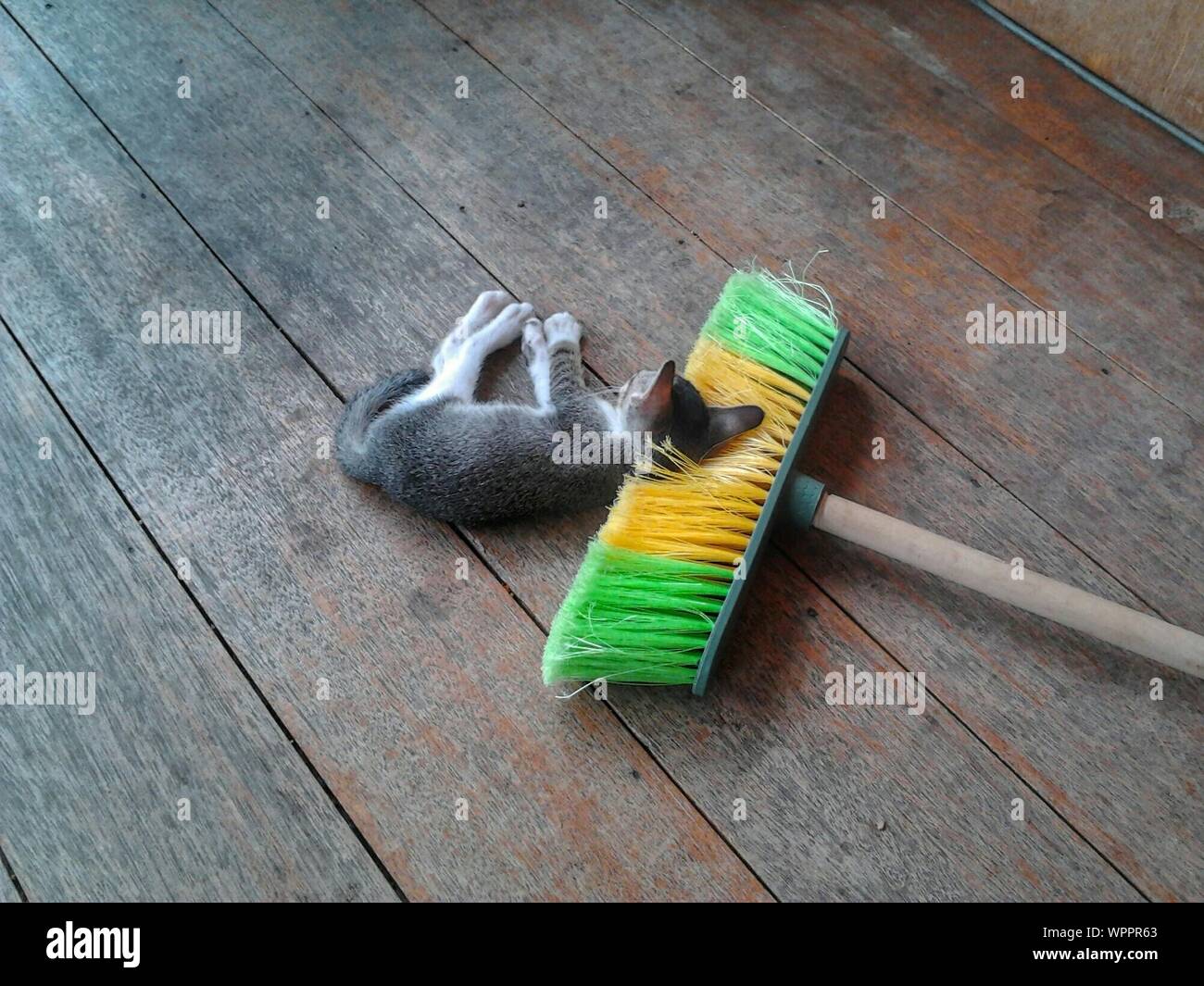 Cat boom view hi-res stock photography and images - Alamy