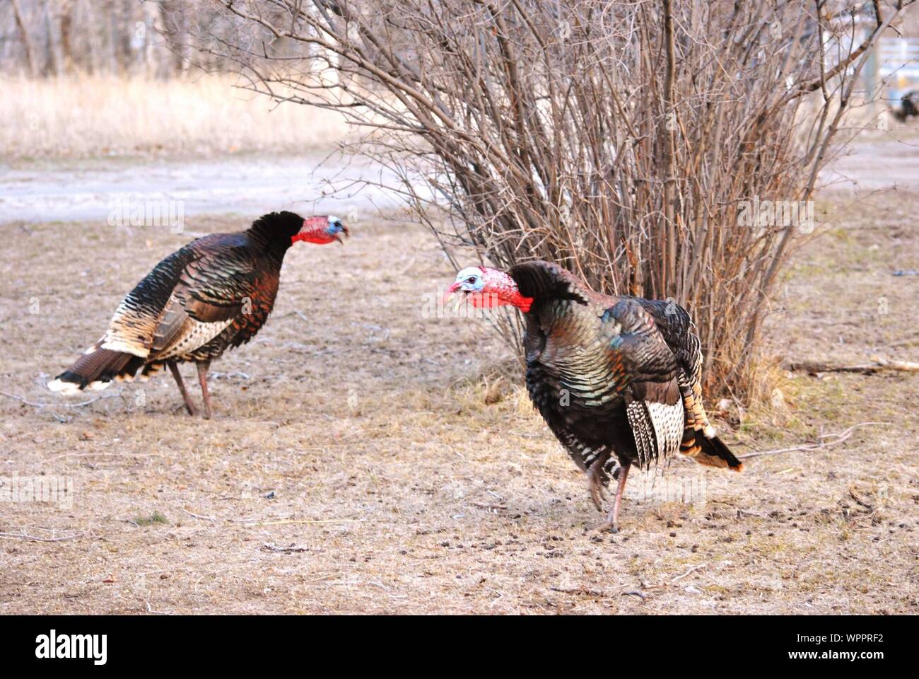 Merriam High Resolution Stock Photography and Images - Alamy