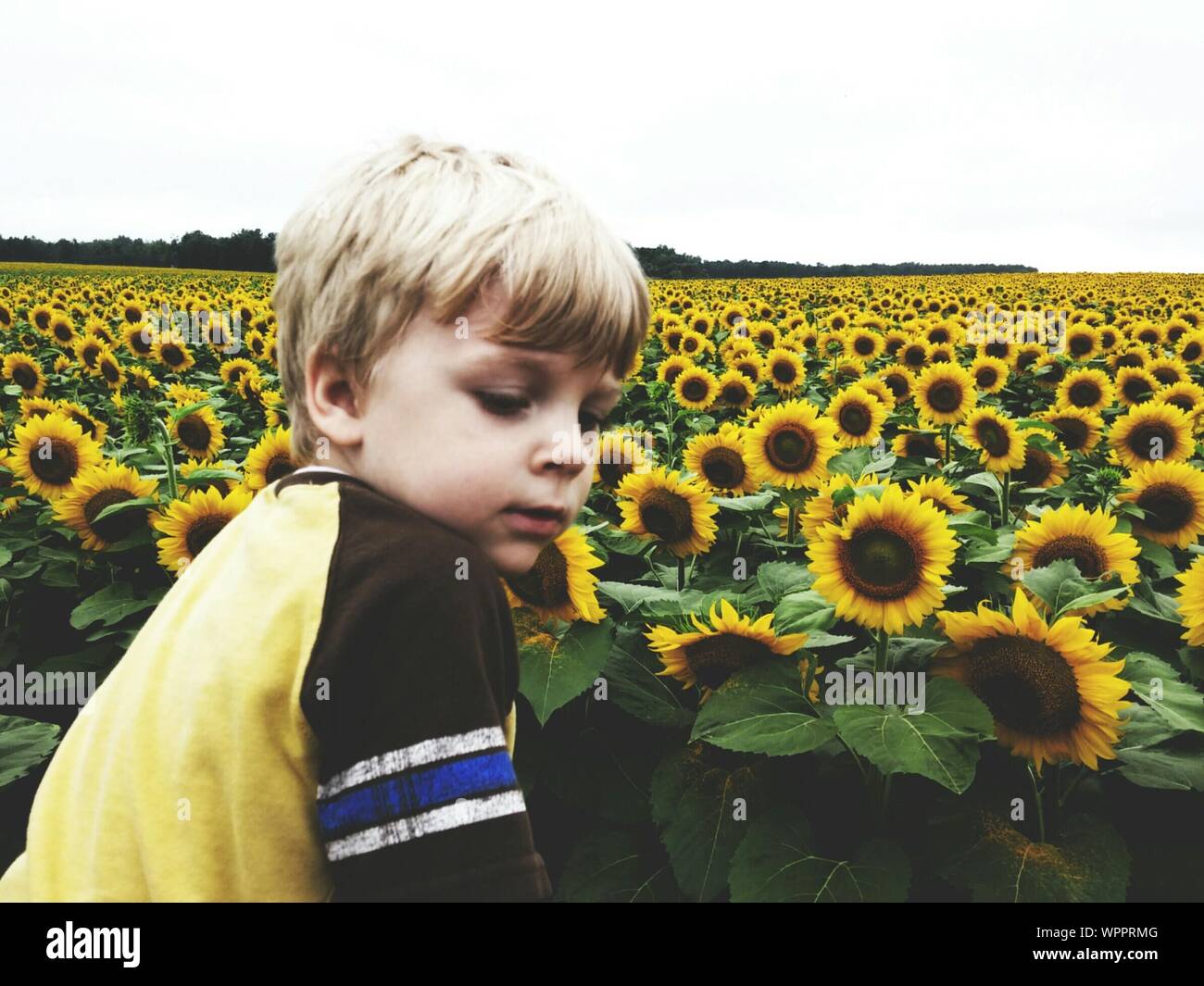 Boy sunflower hi-res stock photography and images - Alamy