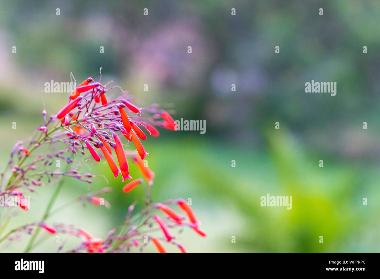 View of The Red Firecracker Fern totally out of focus Stock Photo - Alamy