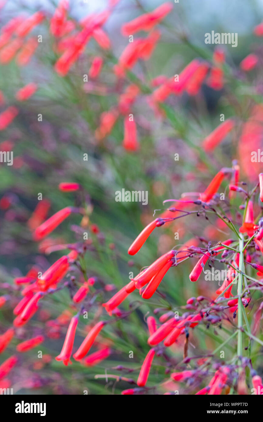 View of The Red Firecracker Fern totally out of focus Stock Photo - Alamy