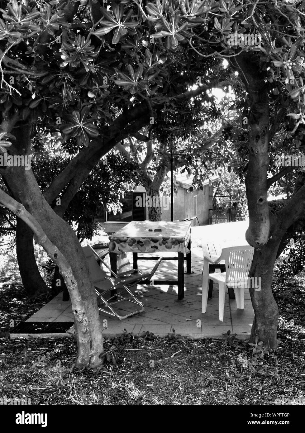 Table Chair Under Tree In High Resolution Stock Photography and Images ...