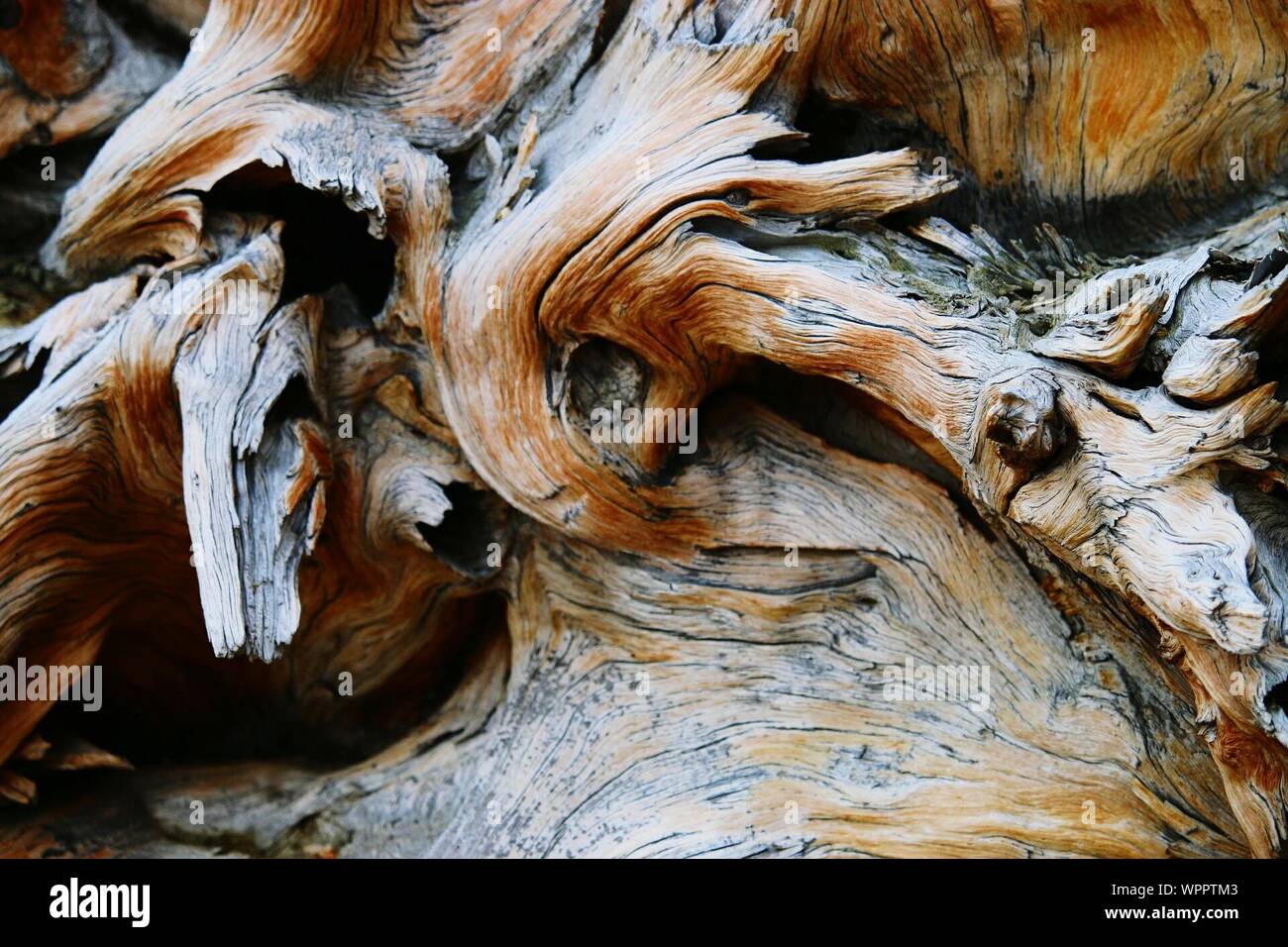 Twisted tree trunk hi-res stock photography and images - Alamy