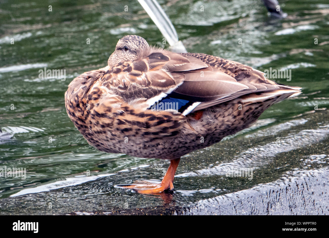 Blue mark hi-res stock photography and images - Alamy