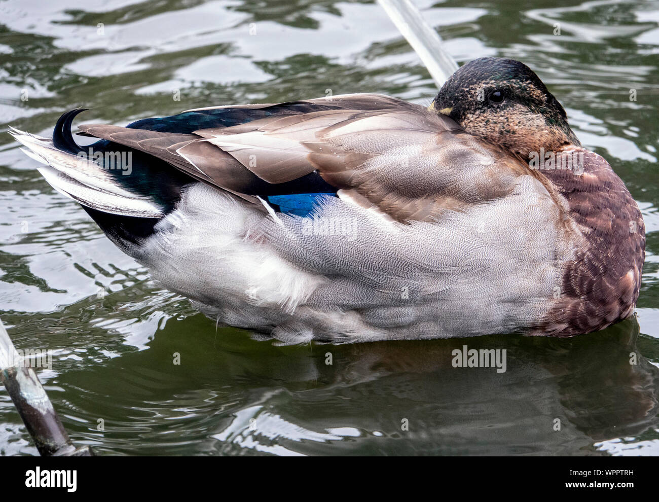 Nodding duck hi-res stock photography and images - Alamy