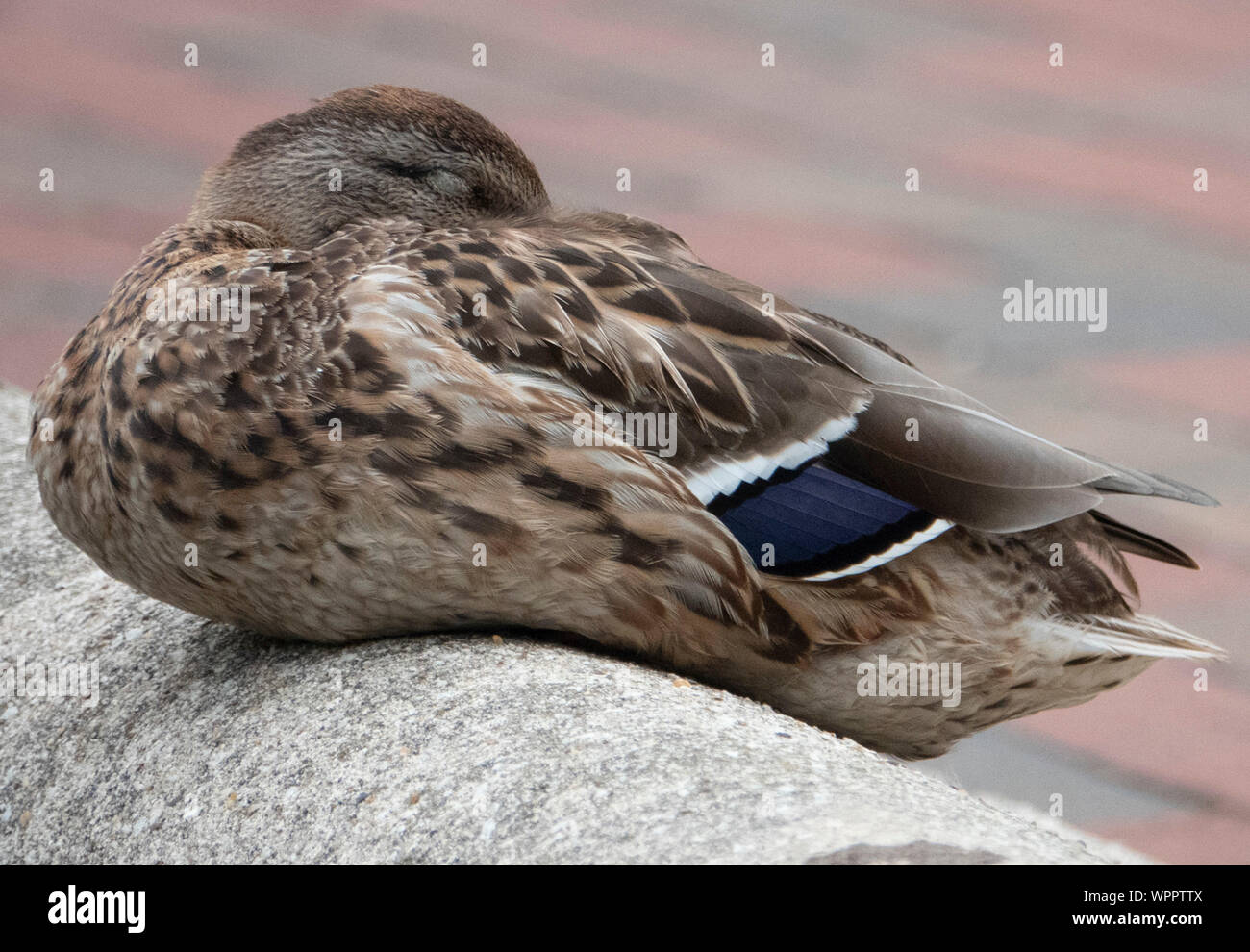 Nodding duck hi-res stock photography and images - Alamy
