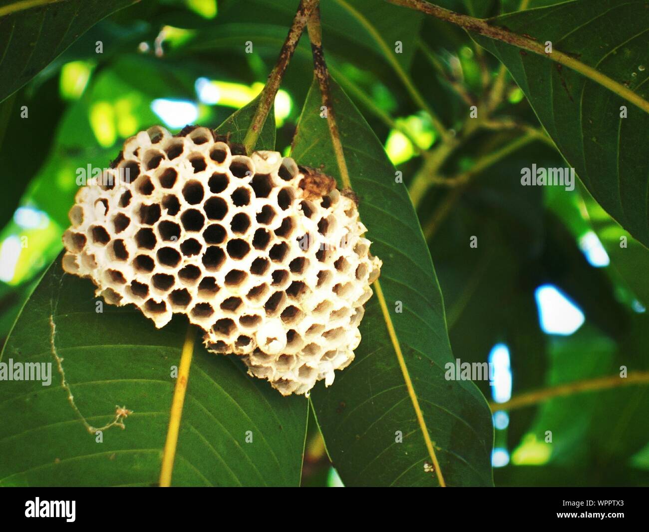 Honeycomb on tree branch in hi-res stock photography and images - Alamy