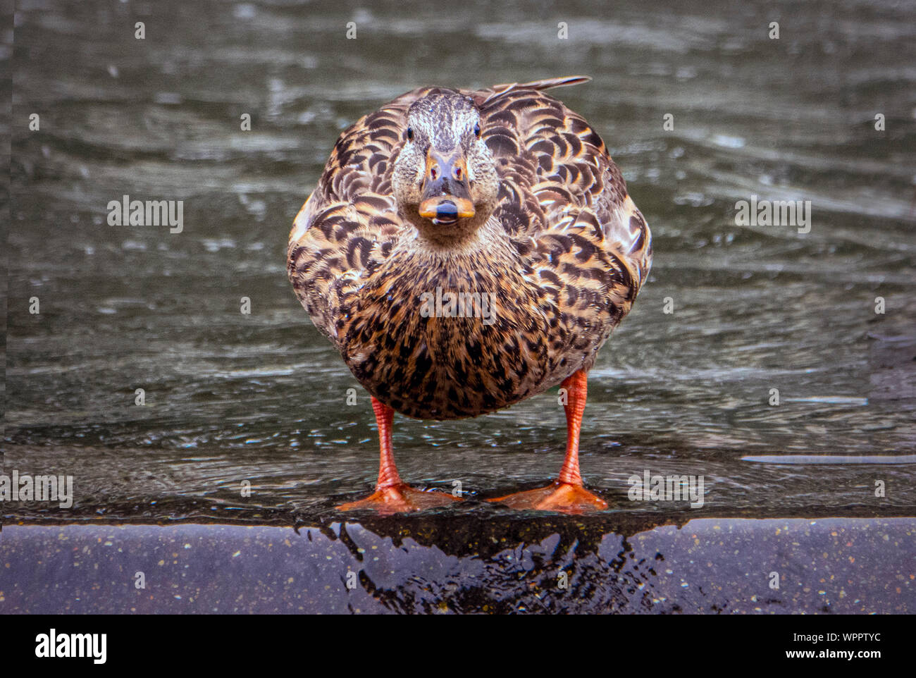 Staring duck hi-res stock photography and images - Alamy