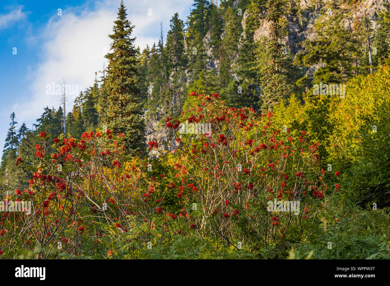 Sitka Mountain-Ash, Sorbus sitchensis, with vivid red berries along ...
