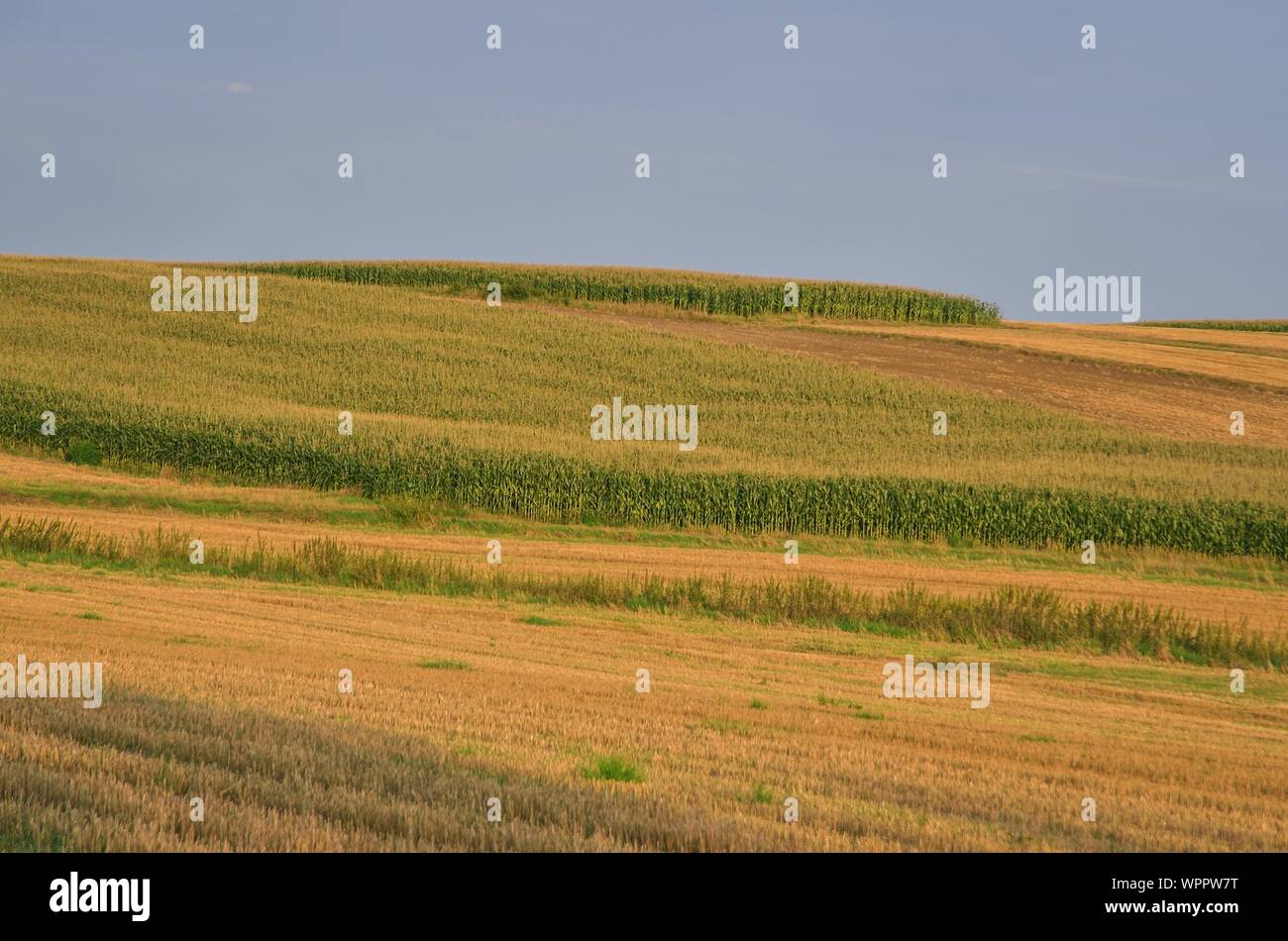 Beautiful summer afternoon landscape. Golden illuminated farmland in ...