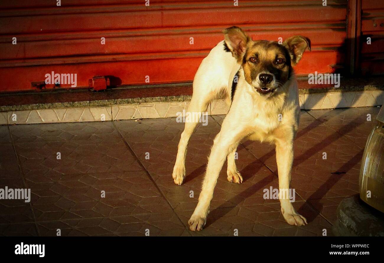 Shutter Dog High Resolution Stock Photography and Images - Alamy