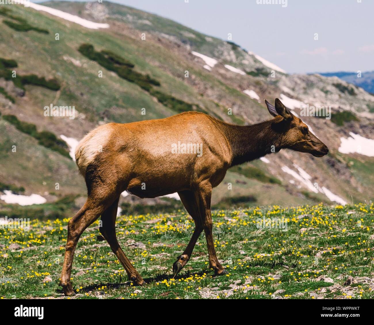 Side view animal hi-res stock photography and images - Alamy