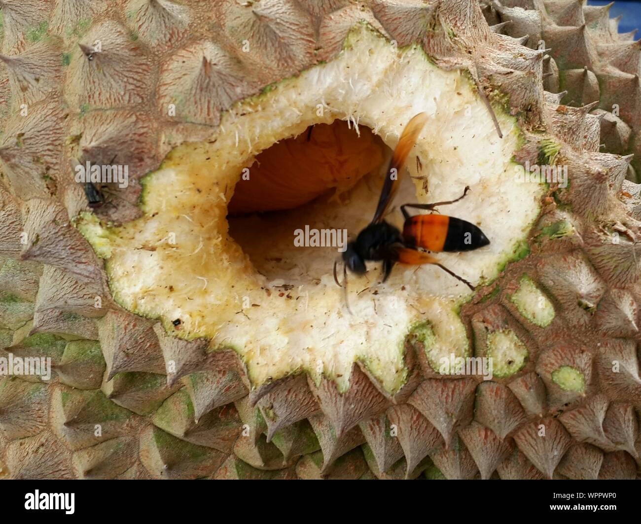 No Durian High Resolution Stock Photography and Images - Alamy