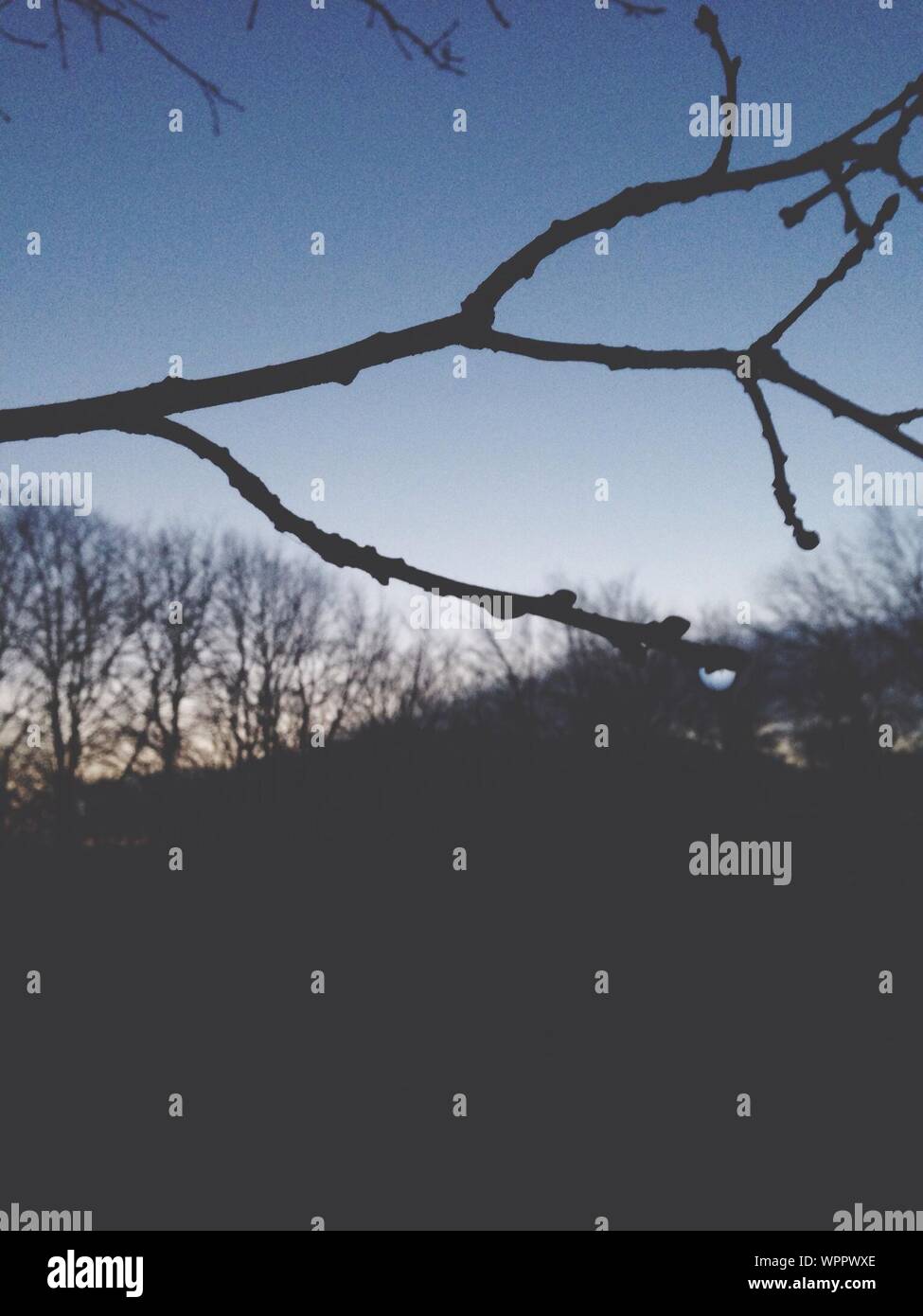 Falling branch hi-res stock photography and images - Alamy