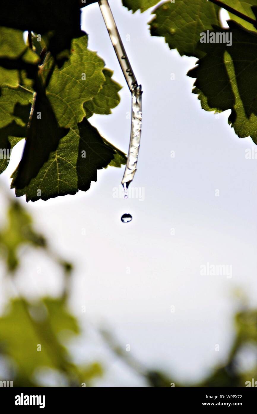 Frozen dripping water hi-res stock photography and images - Alamy