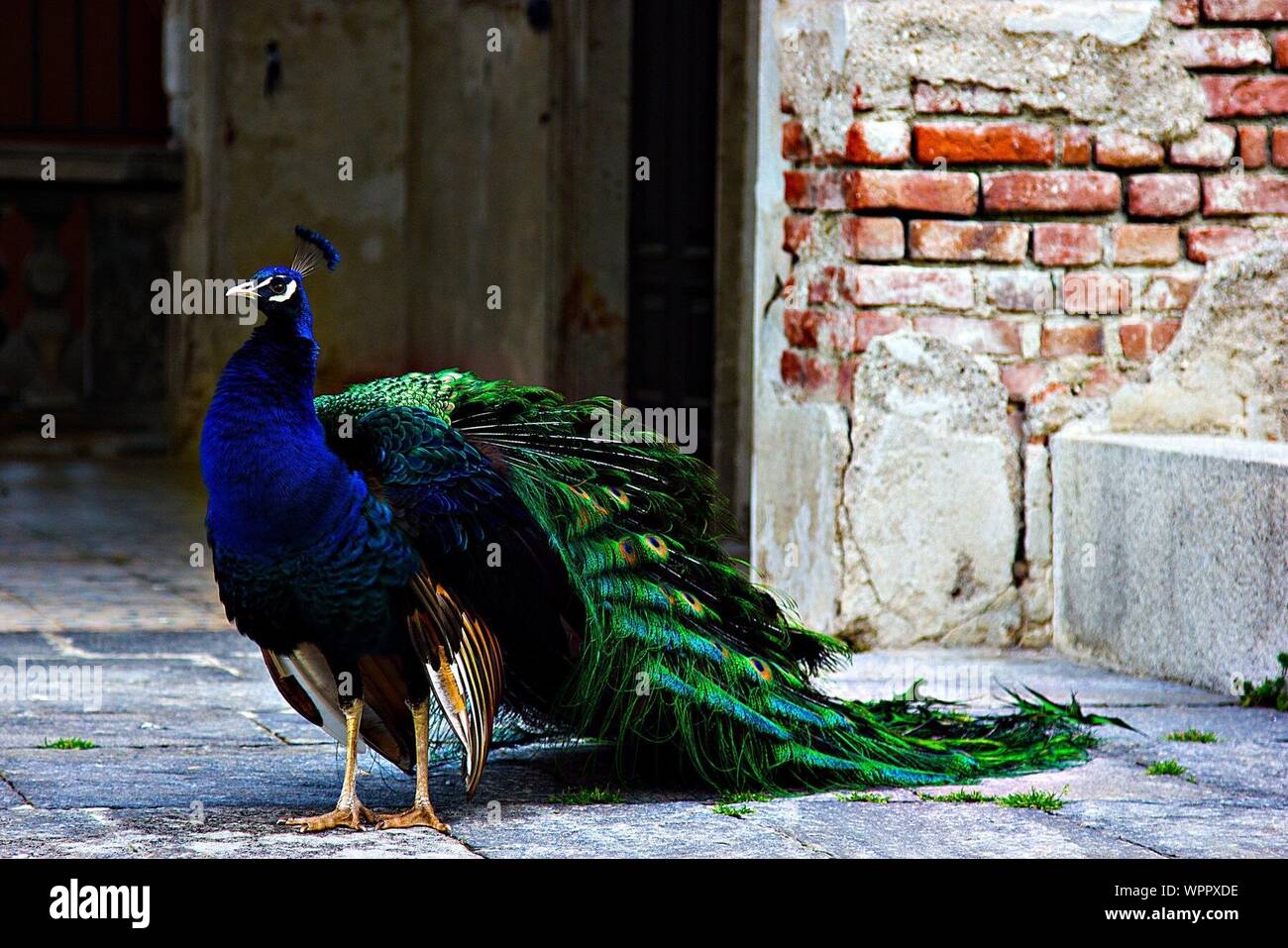 Side of peacock hi-res stock photography and images - Alamy