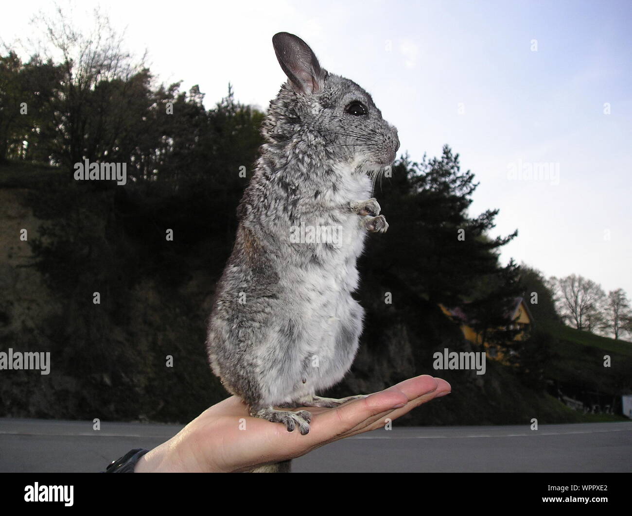 Chinchilla hand hi-res stock photography and images - Alamy