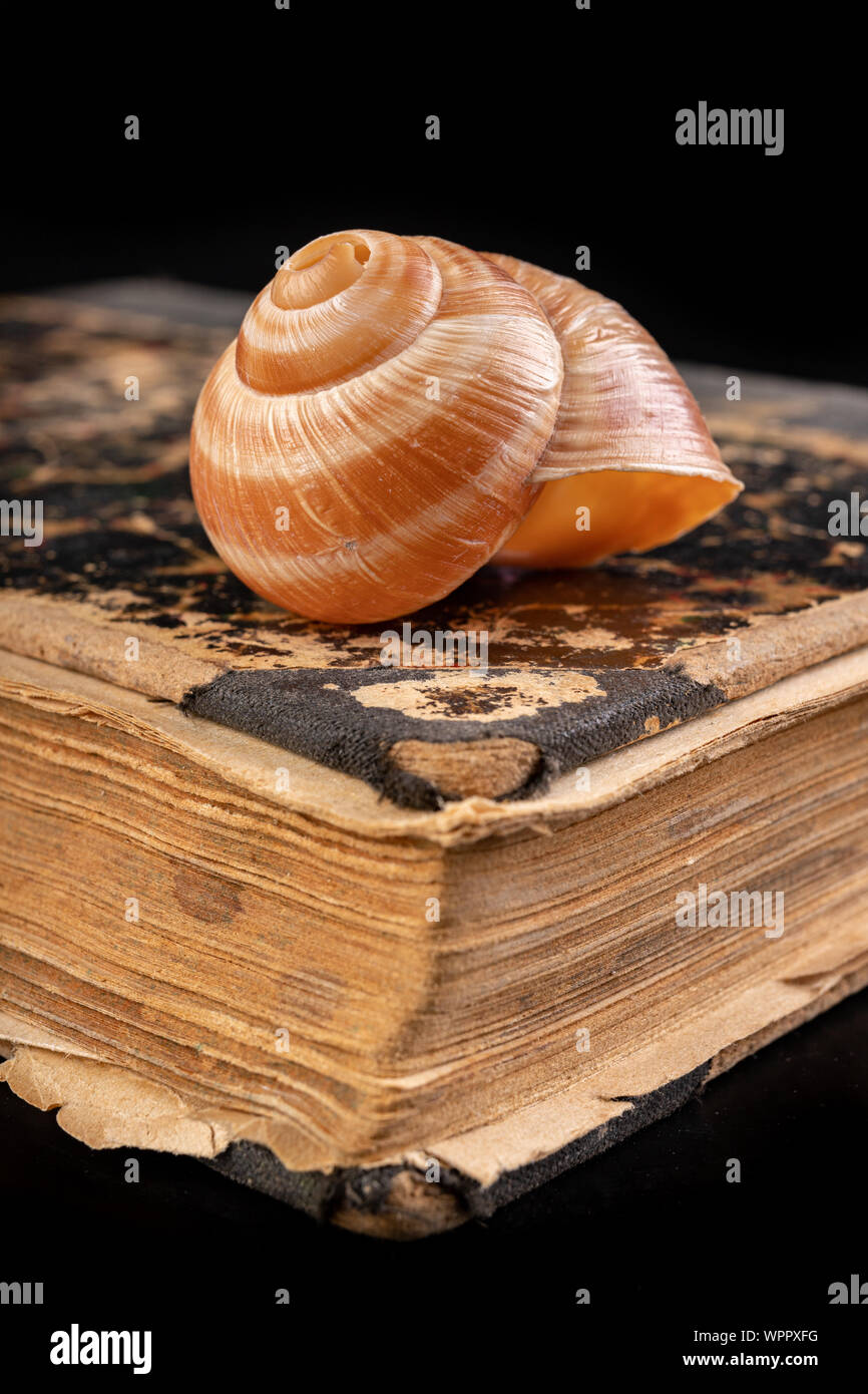 Empty snail shells on an old book. Mollusk shell on the cover of the ...