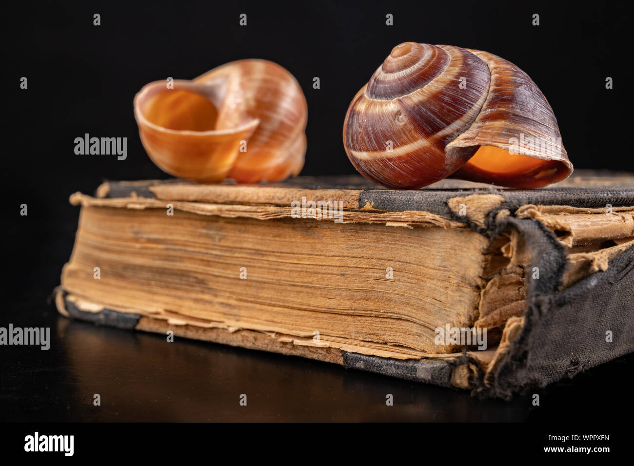 Empty snail shells on an old book. Mollusk shell on the cover of the ...