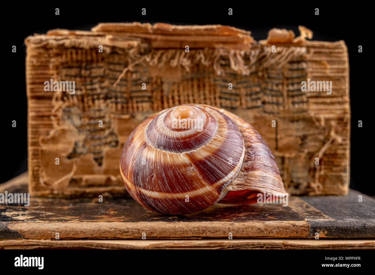 Empty snail shells on an old book. Mollusk shell on the cover of the ...