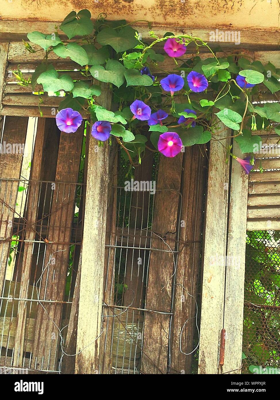 Broken Window Shutters High Resolution Stock Photography and Images - Alamy