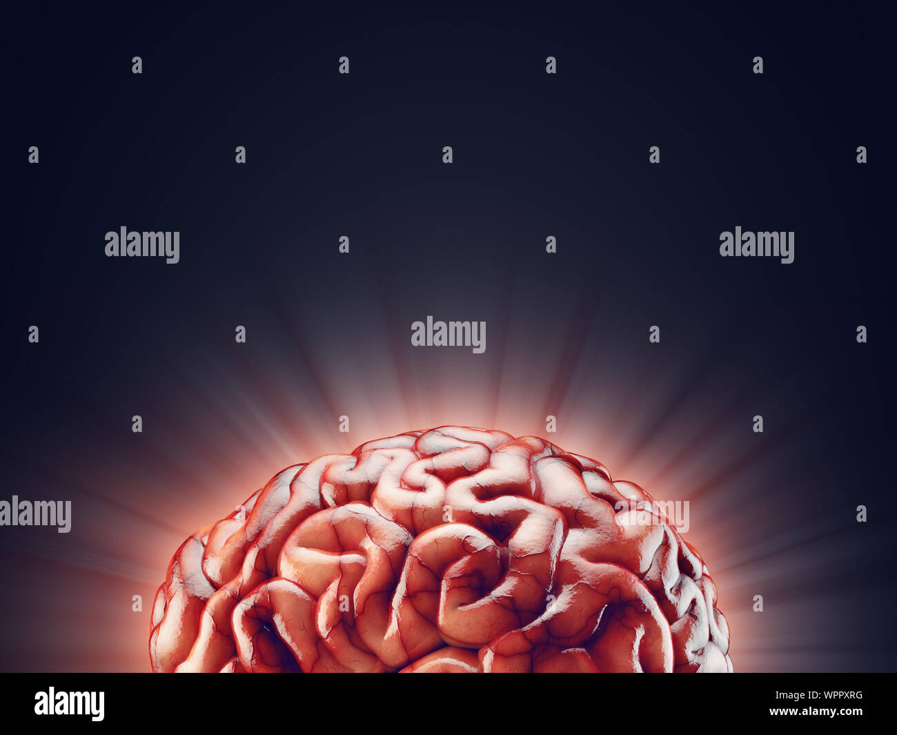 Human anatomy organ hi-res stock photography and images - Alamy