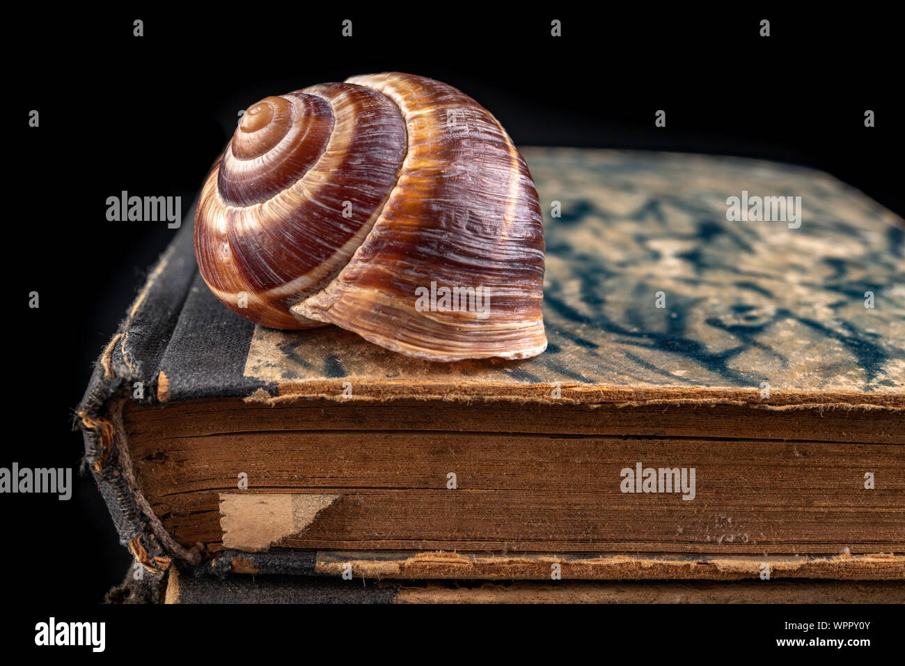 Empty snail shells on an old book. Mollusk shell on the cover of the ...