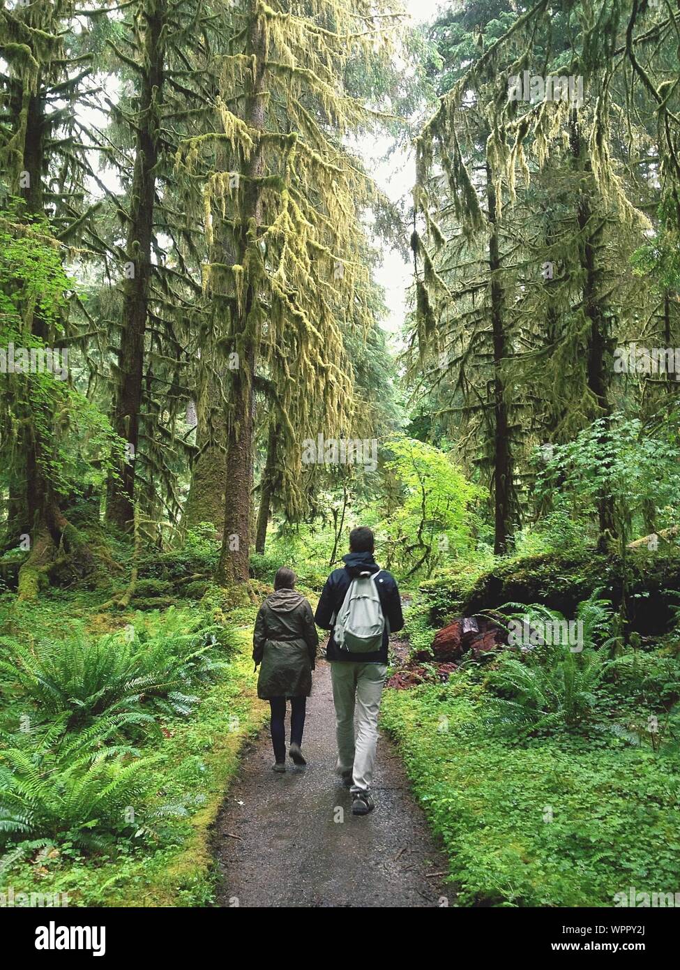 Rainforest and monsoon hi-res stock photography and images - Alamy